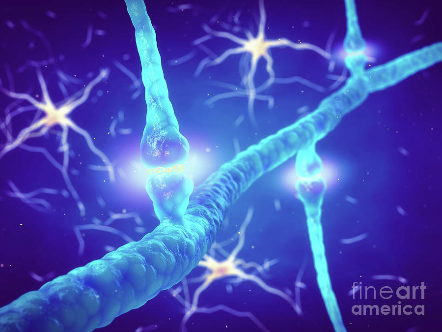 Nerve Synapses #4 by Science Photo Library
