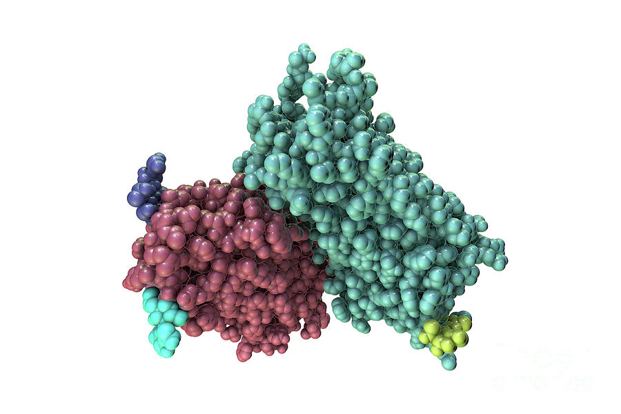 Rhodopsin Molecule #4 by Science Photo Library
