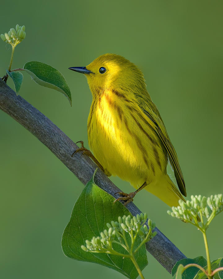 Yellow Warbler Photograph by Jian Xu - Fine Art America