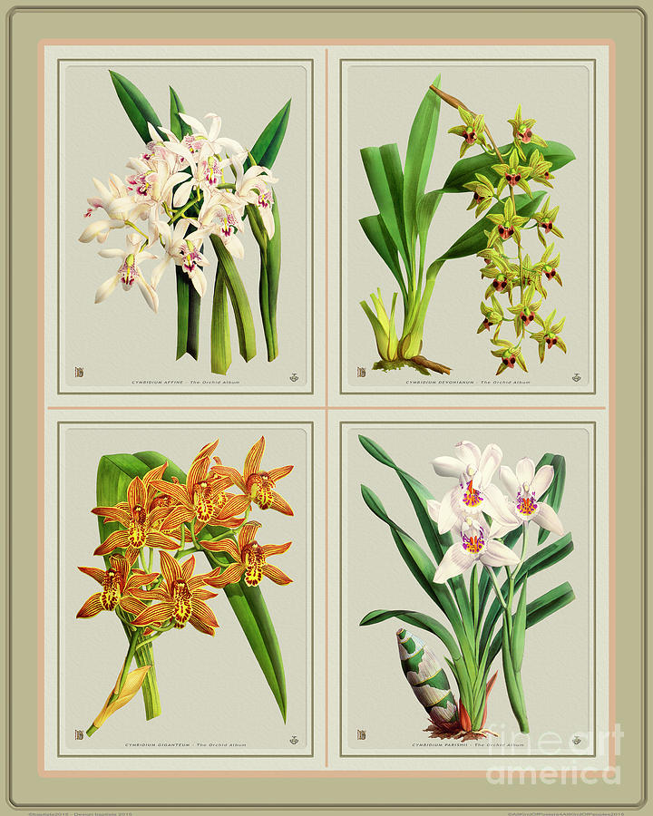 Orchids Quatro Collage Digital Art by Baptiste Posters - Pixels