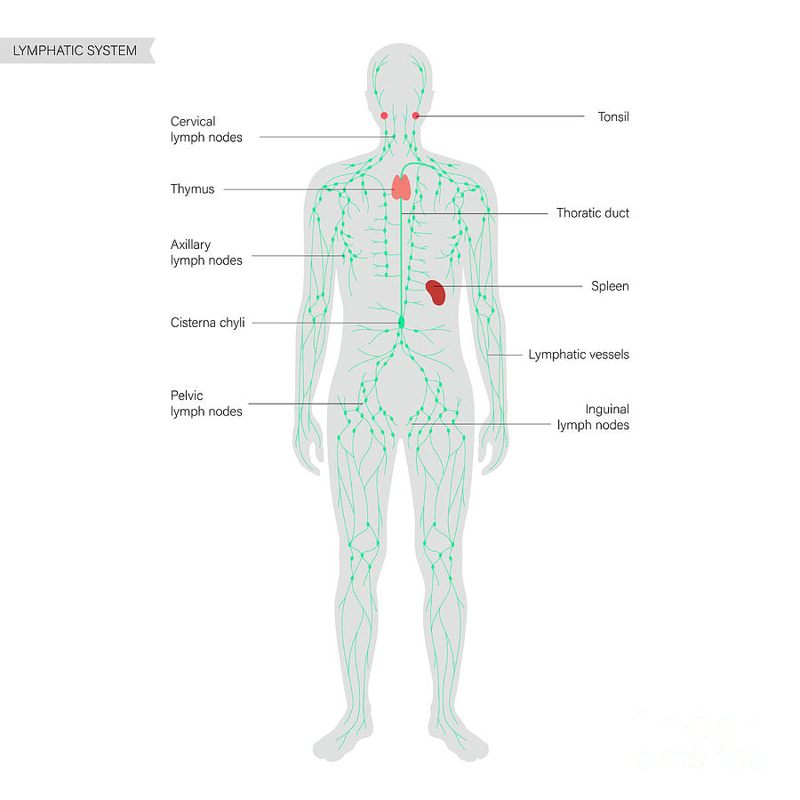 Lymphatic System #42 by Science Photo Library