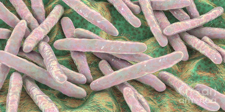 Tuberculosis Bacteria Photograph by Kateryna Kon/science Photo Library | Pixels