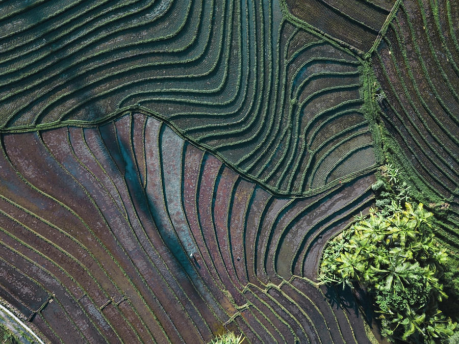 Aerial View Of The Rice Fields Photograph by Cavan Images - Fine Art ...