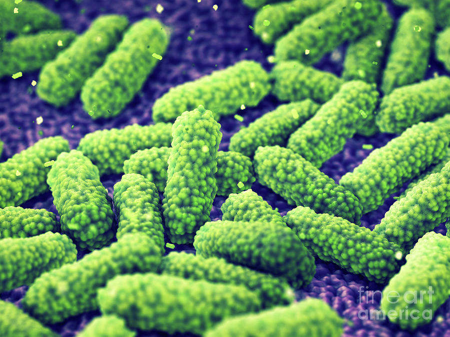 Bacteria Photograph by Nobeastsofierce/science Photo Library - Pixels