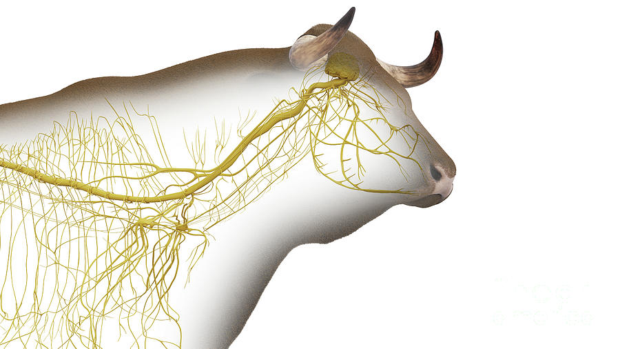 Cattle Nervous System #5 by Science Photo Library