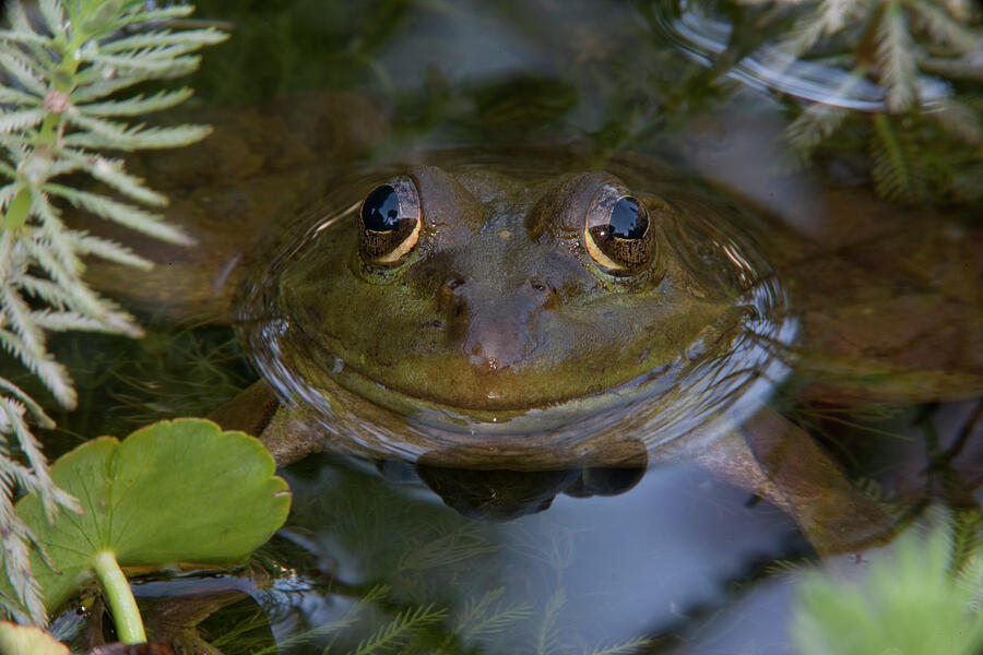 Chiricahua Leopard Frog Also Known As Ramsey Canyon Leopard #5 Photograph by John Cancalosi ...