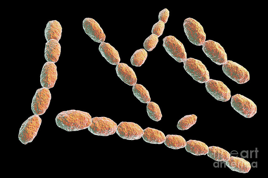 Haemophilus Ducreyi Bacteria Photograph by Kateryna Kon/science Photo ...