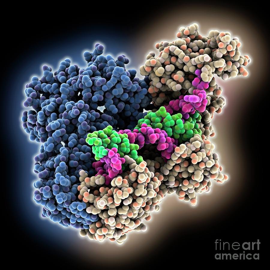 Hiv-1 Reverse Transcriptase Complex #5 by Science Photo Library