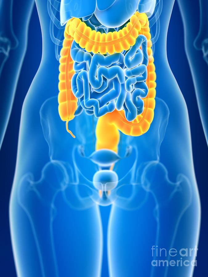 Illustration Of Female Colon Photograph By Sebastian Kaulitzki Science