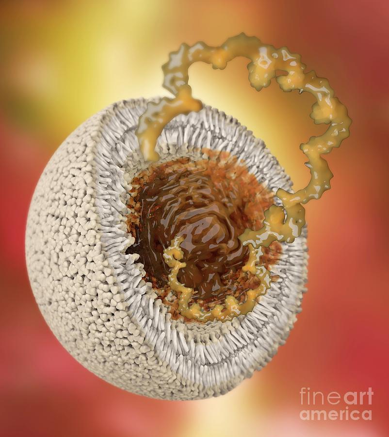 Mrna In Lipid Nanoparticles Photograph by Ramon Andrade 3dciencia/science Photo Library | Pixels