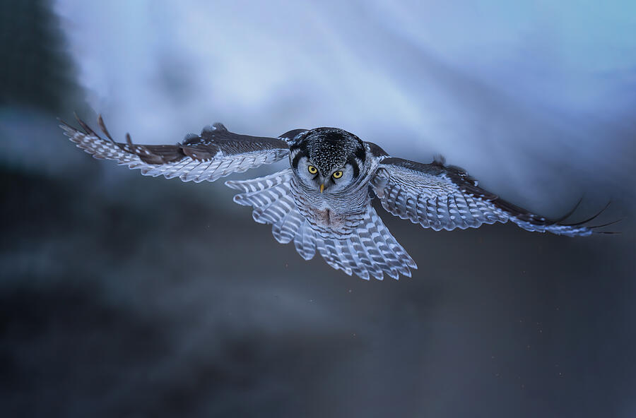 Northern Hawk Owl #5 Photograph by Tao Huang - Fine Art America