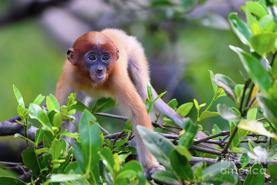 Proboscis Monkey Photograph by Dr P. Marazzi/science Photo Library ...