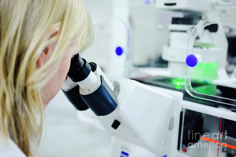 Scientist Using A Microscope Photograph by Dan Dunkley/science Photo ...