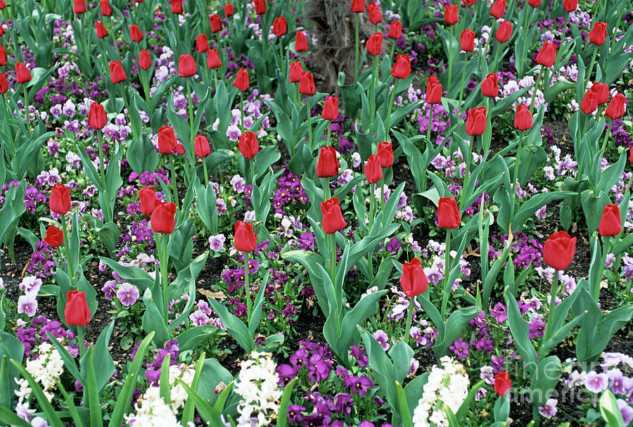 Spring Flowers #5 by Science Photo Library