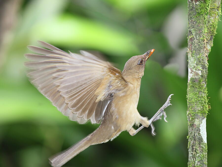 Clay-colored Thrush In the air Photograph by Alex Nikitsin - Fine Art ...