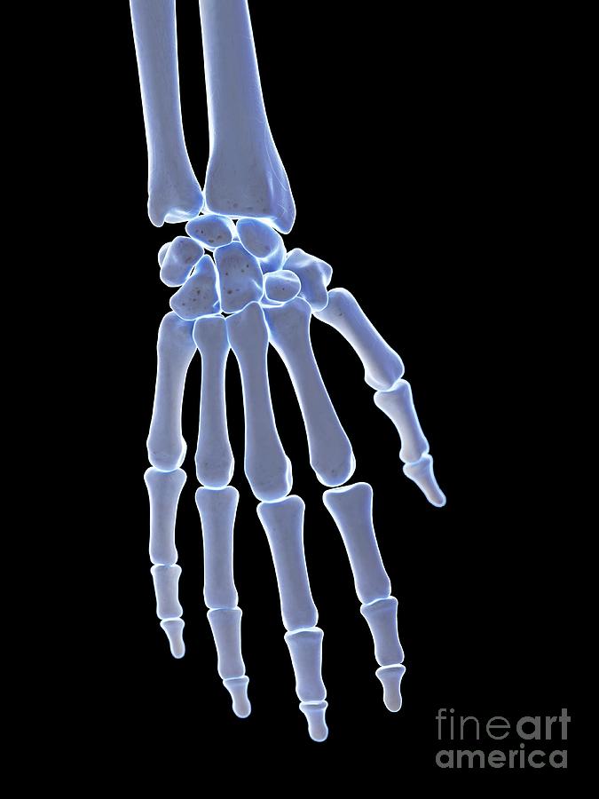 Hand Bones Photograph By Sebastian Kaulitzkiscience Photo Library Pixels
