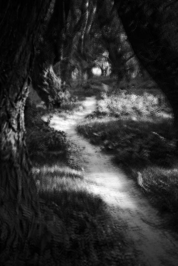 Photograph by Codrin Lupei - Fine Art America