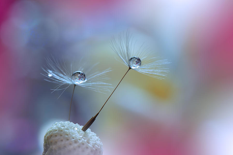 Abstract Macro Photo With Water Drops Photograph by Juliana Nan - Fine ...