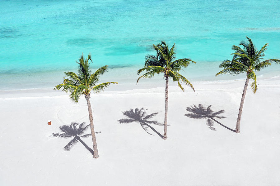 Aerial View Of Palm Trees On Tropical Beach Photograph by Cavan Images / Konstantin Trubavin ...