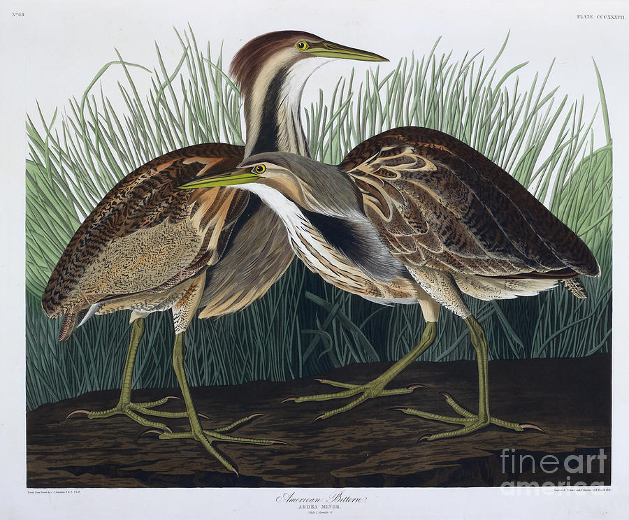 American Bittern Painting by John James Audubon - Fine Art America