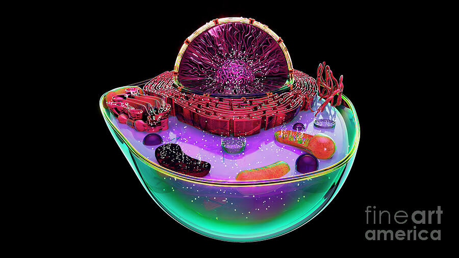 Animal Cell #6 Photograph by Julien Tromeur/science Photo Library ...