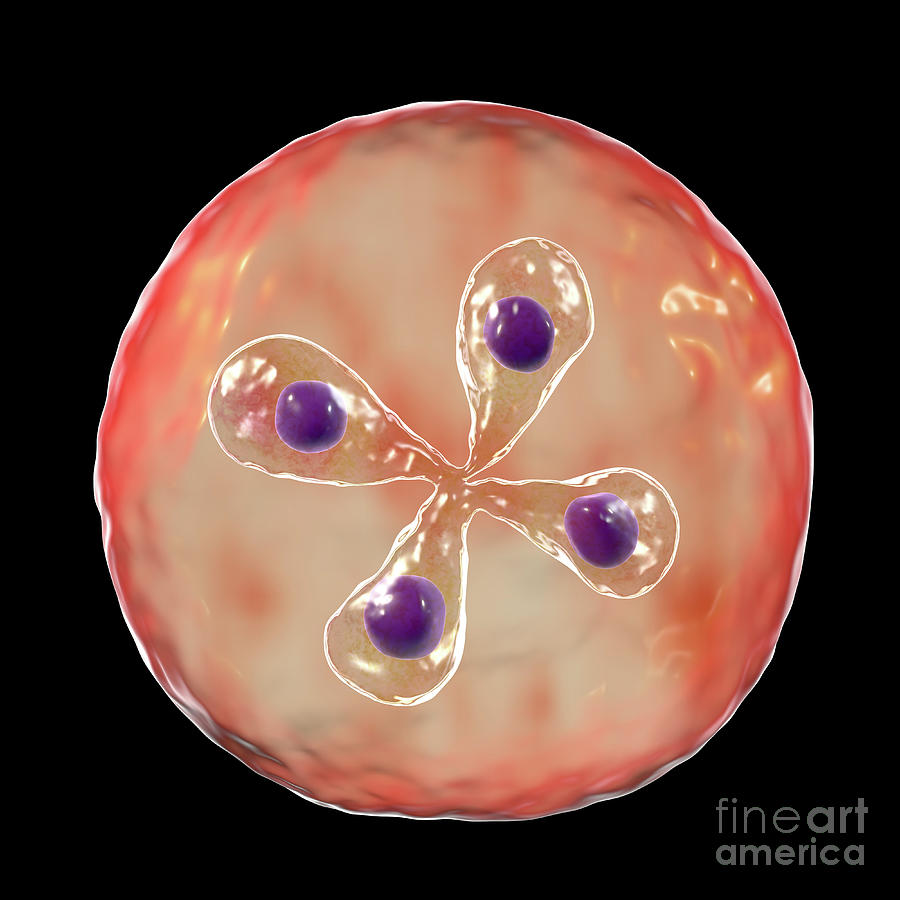 Babesia Parasites Inside Red Blood Cell Photograph by Kateryna Kon ...
