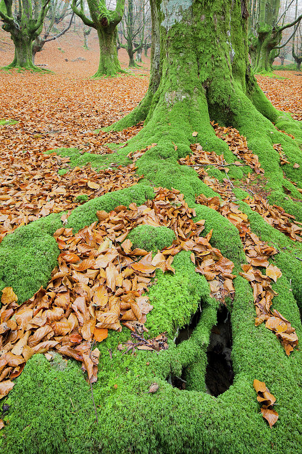 Beench Forest, Gorbeia Nature Park, Basque Country, Spain Photograph by ...