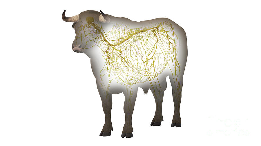 Cattle Nervous System Photograph by Sebastian Kaulitzki/science Photo ...
