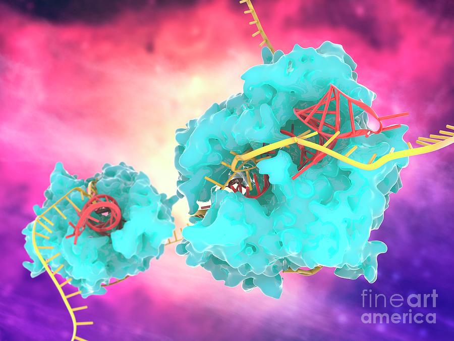 Crispr-cas13 Gene Editing Complex Photograph by Ramon Andrade 3dciencia/science Photo Library ...