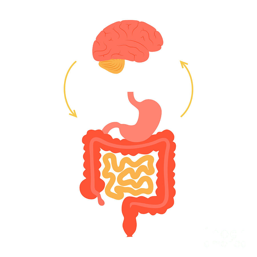 Gut Brain Connection 6 By Science Photo Library