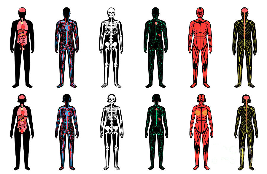 Human Body Systems #6 by Science Photo Library