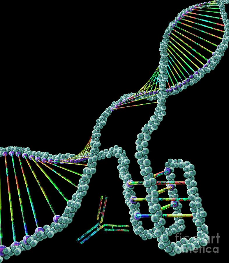 I-motif Dna Structure Photograph by Keith Chambers/science Photo ...