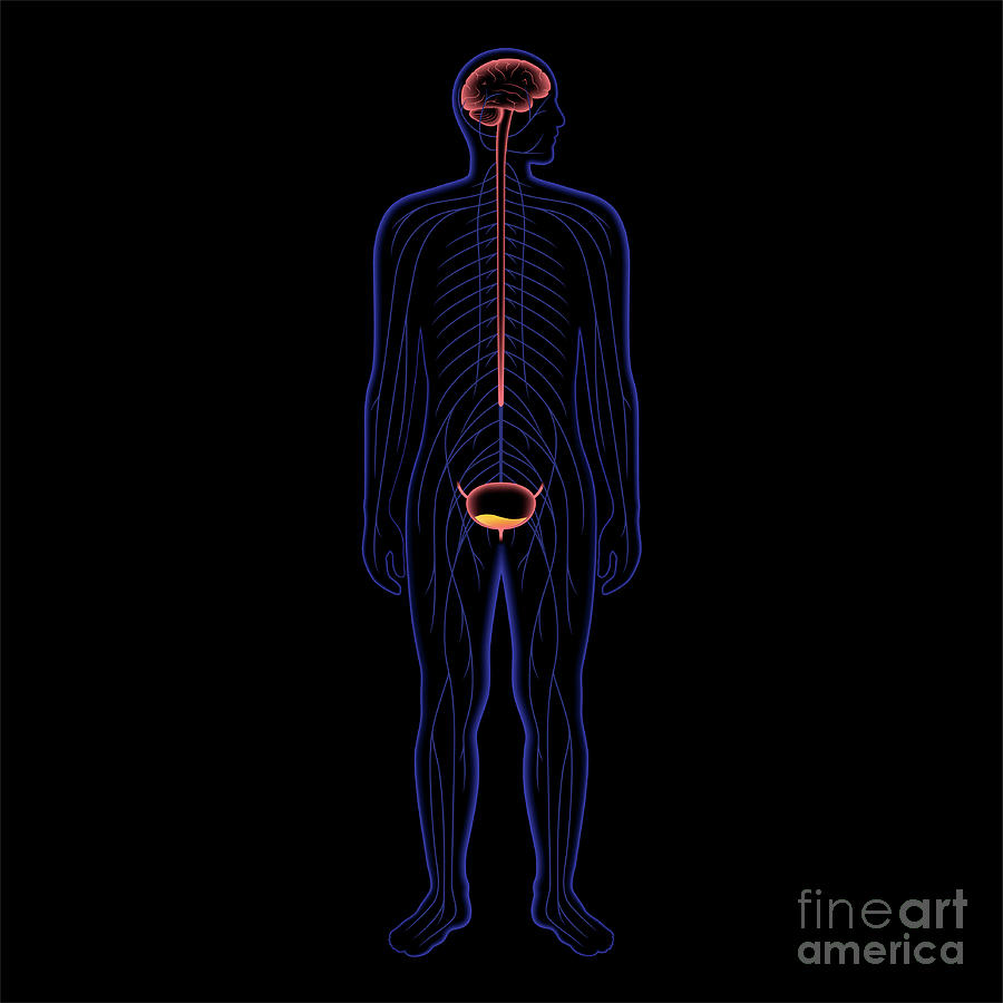 Micturition Neural Control #6 Photograph by Science Photo Library ... Micturition Neural Control #6 Photograph by Science Photo Library ...