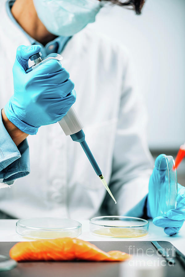 Quality Control Inspector Testing Fish Sample #6 by Science Photo Library