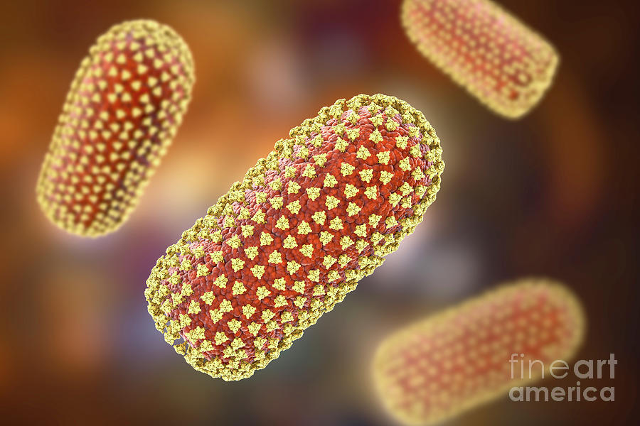 Rabies Viruses Photograph by Kateryna Kon/science Photo Library - Fine ...