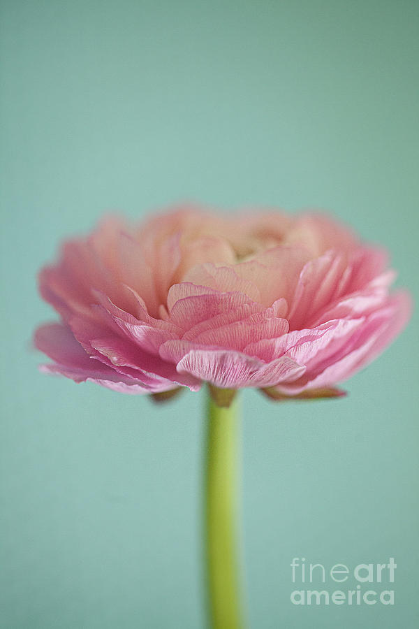 Pretty in Pink Ranunculus Photograph by Joanne Beecham - Fine Art America