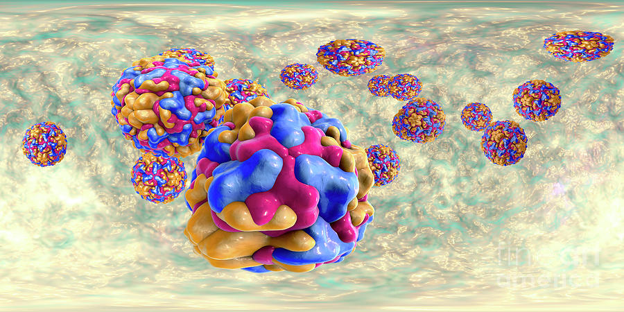 Rhinoviruses Photograph by Kateryna Kon/science Photo Library - Fine Art America