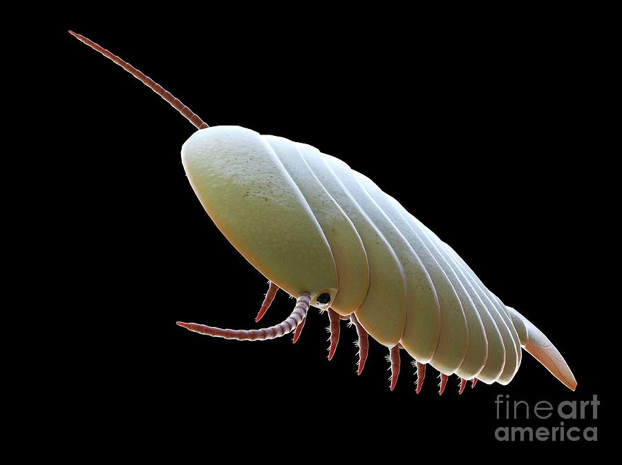 Marine Arthropoda Phylum