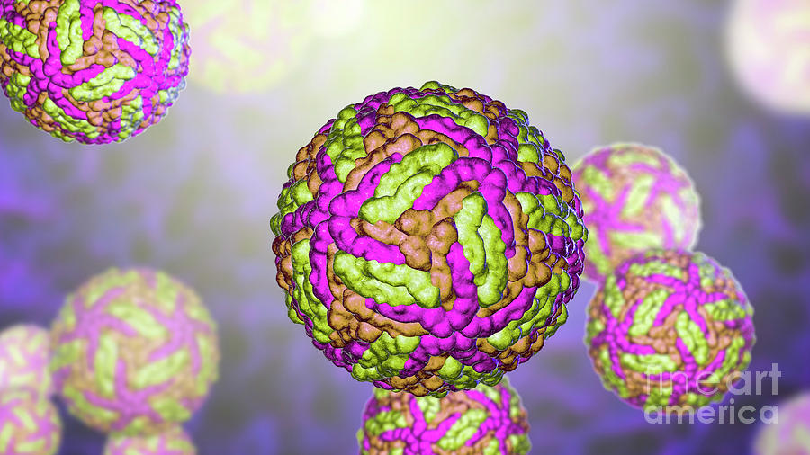 Zika Viruses #6 Photograph by Kateryna Kon/science Photo Library - Pixels