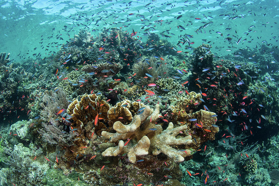 A Beautiful Coral Reef Thrives Photograph By Ethan Daniels Fine Art