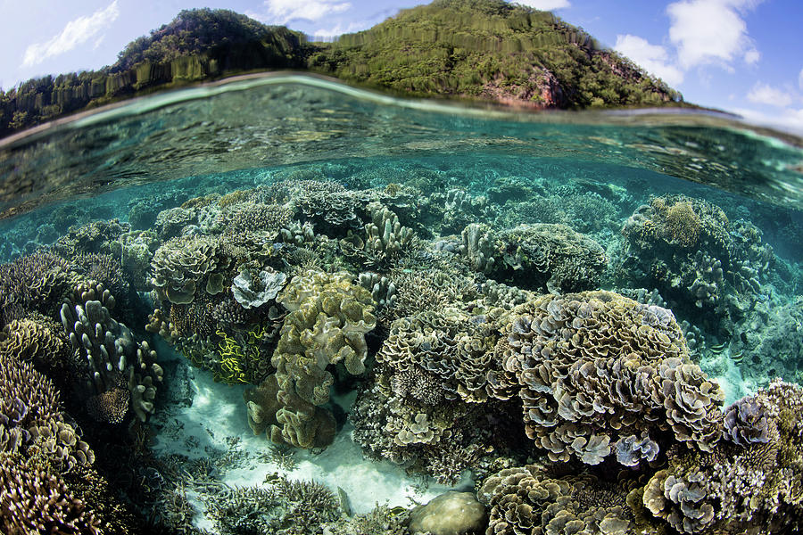 A Beautiful Coral Reef Thrives Photograph By Ethan Daniels Fine Art