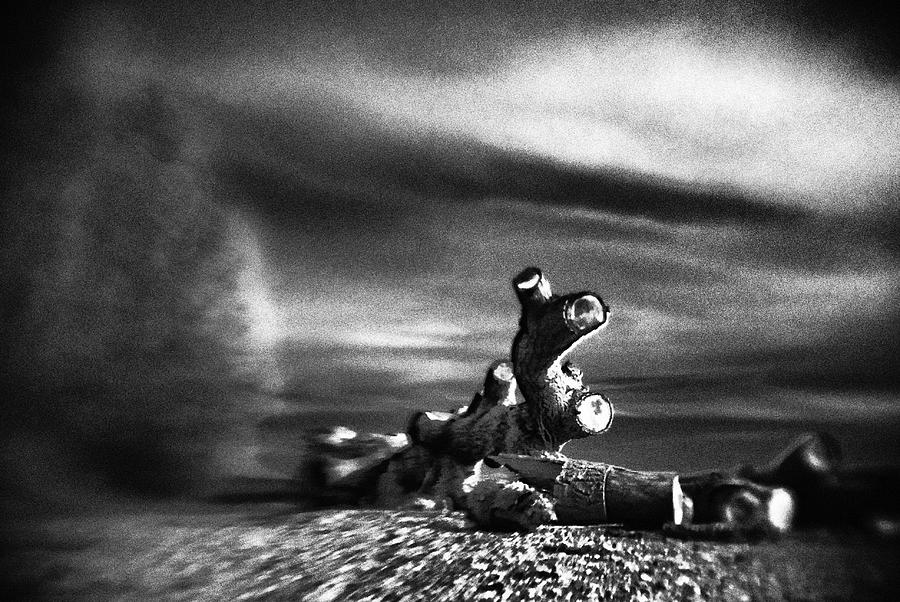 Photograph by Codrin Lupei - Fine Art America