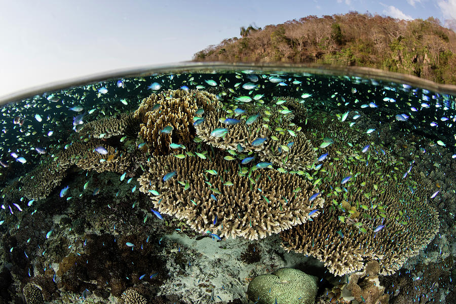 A Beautiful Coral Reef Thrives Photograph by Ethan Daniels - Fine Art ...