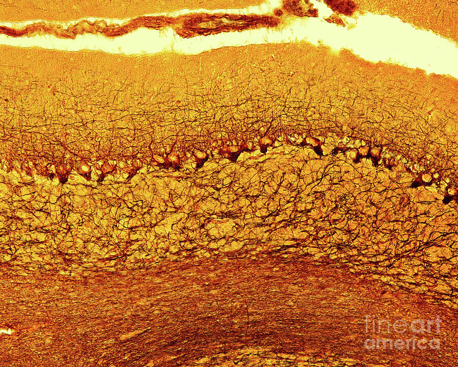 Cerebellar Cortex #7 Photograph by Jose Calvo / Science Photo Library ...