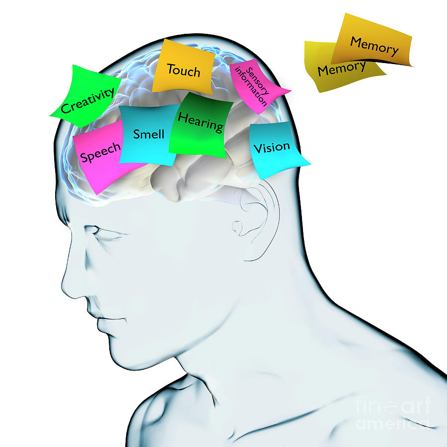 Memory Loss Photograph by Fernando Da Cunha/science Photo Library ...