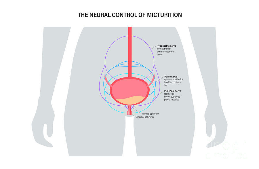 Micturition Neural Control Photograph by Pikovit / Science Photo Library - Fine Art America