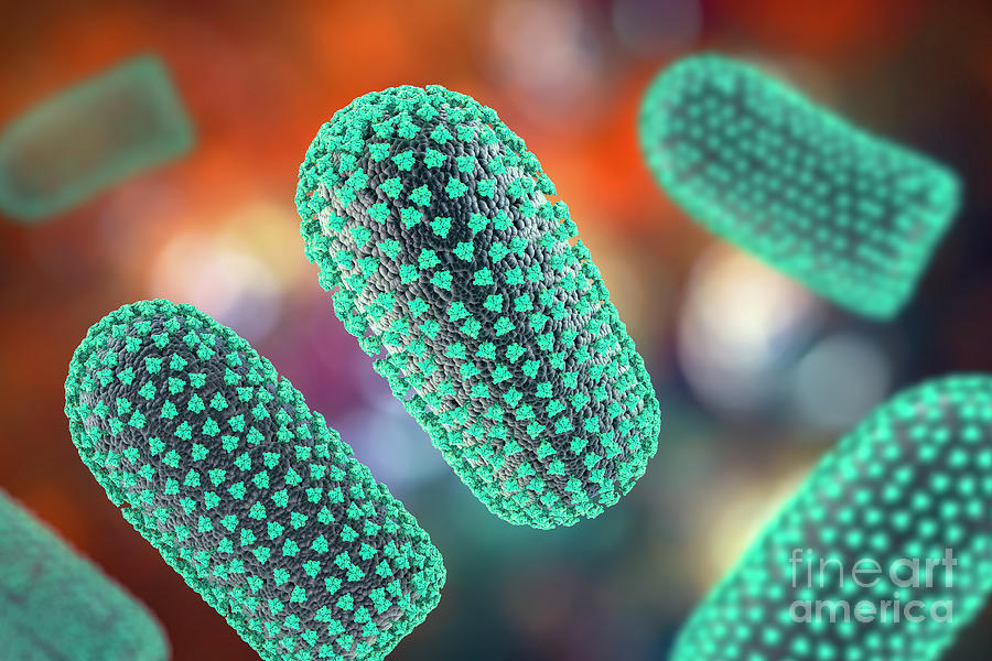 Rabies Viruses Photograph by Kateryna Kon/science Photo Library - Fine ...