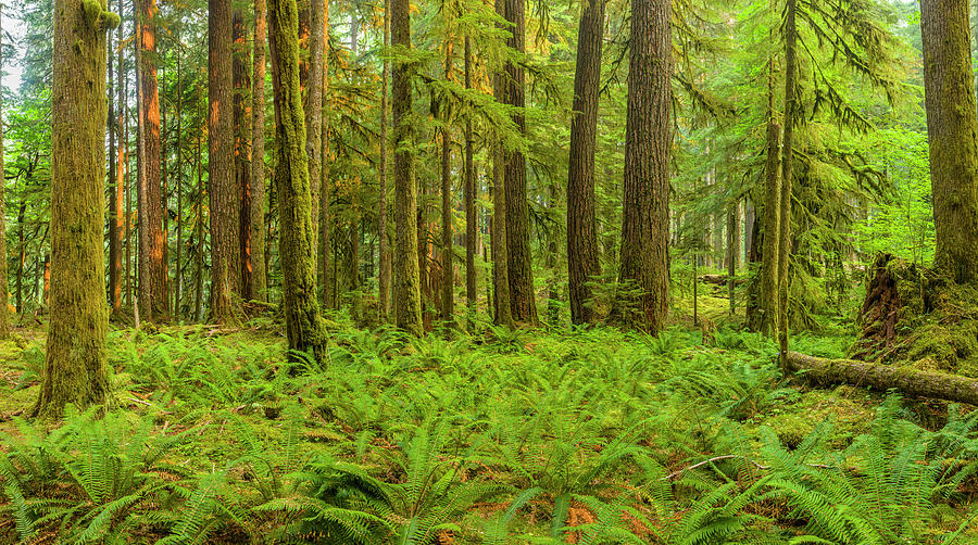 Trees In A Forest, Ancient Groves Photograph by Panoramic Images - Fine ...