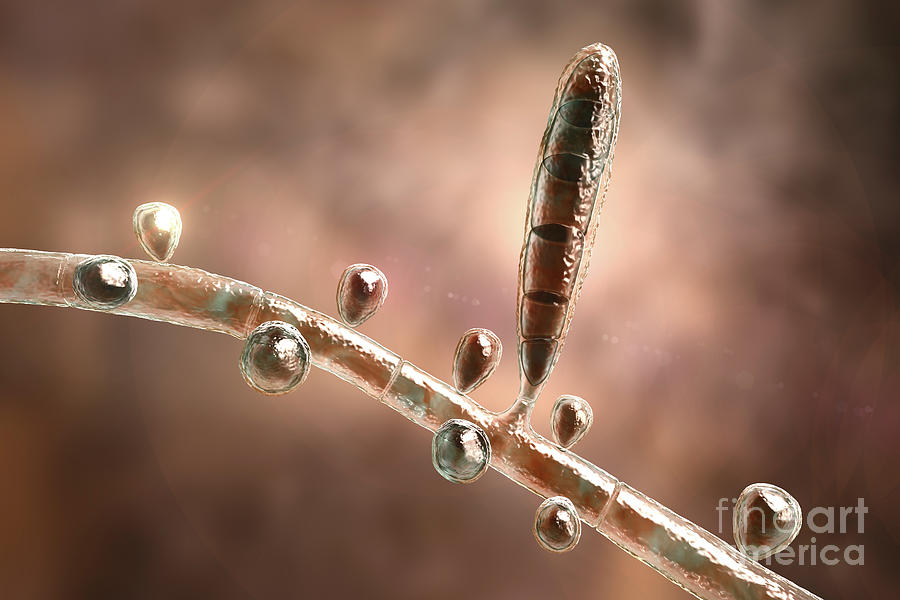 Trichophyton Rubrum Fungi #7 Photograph by Kateryna Kon/science Photo ...