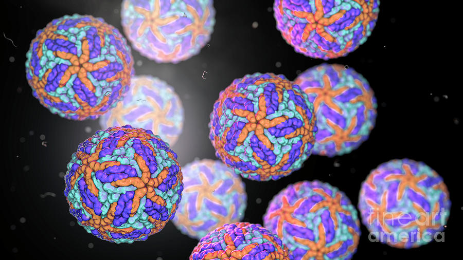 Zika Viruses Photograph by Kateryna Kon/science Photo Library - Fine Art America